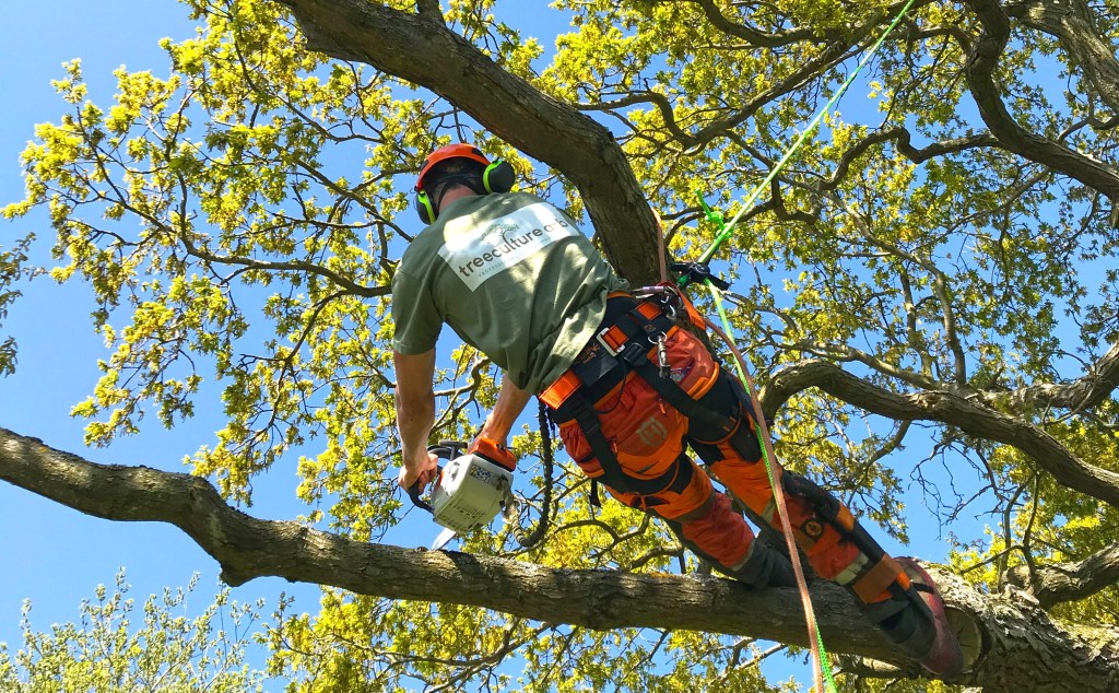 Treeculture Arb Lincolnshire – Arborists – Tree Surgeons – 10 years ...